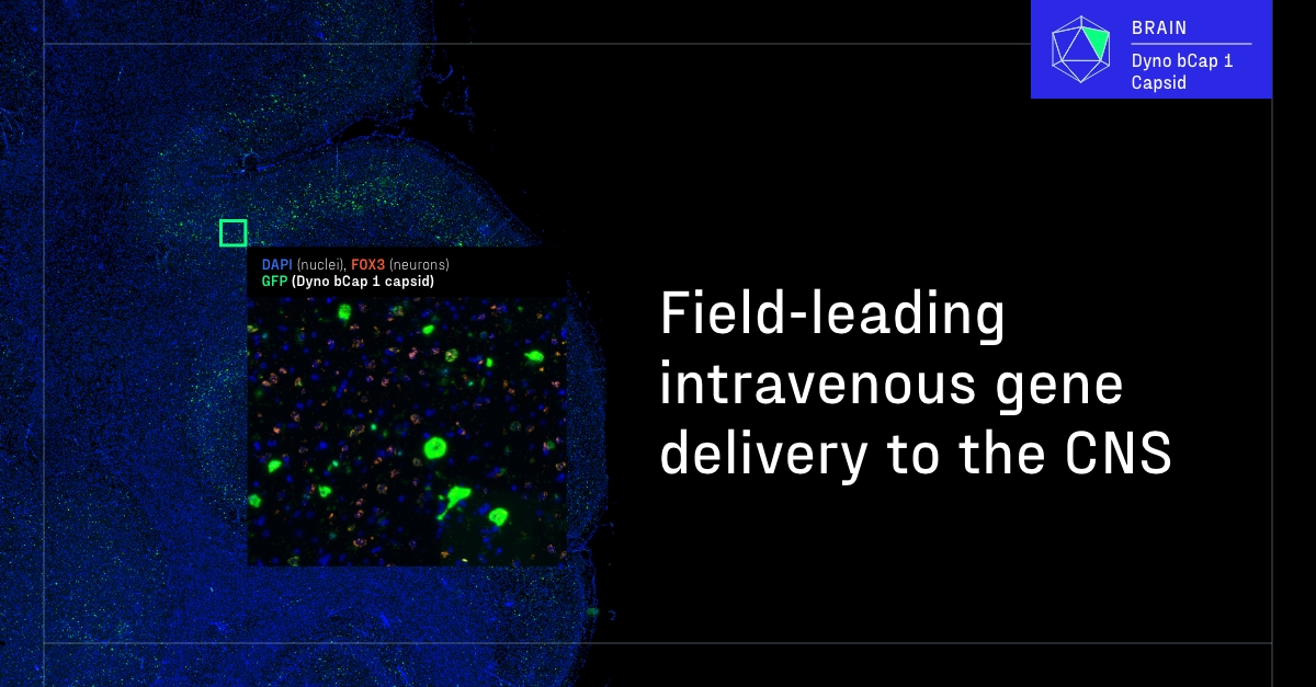 Dyno bCap 1 Capsid - Dyno Therapeutics